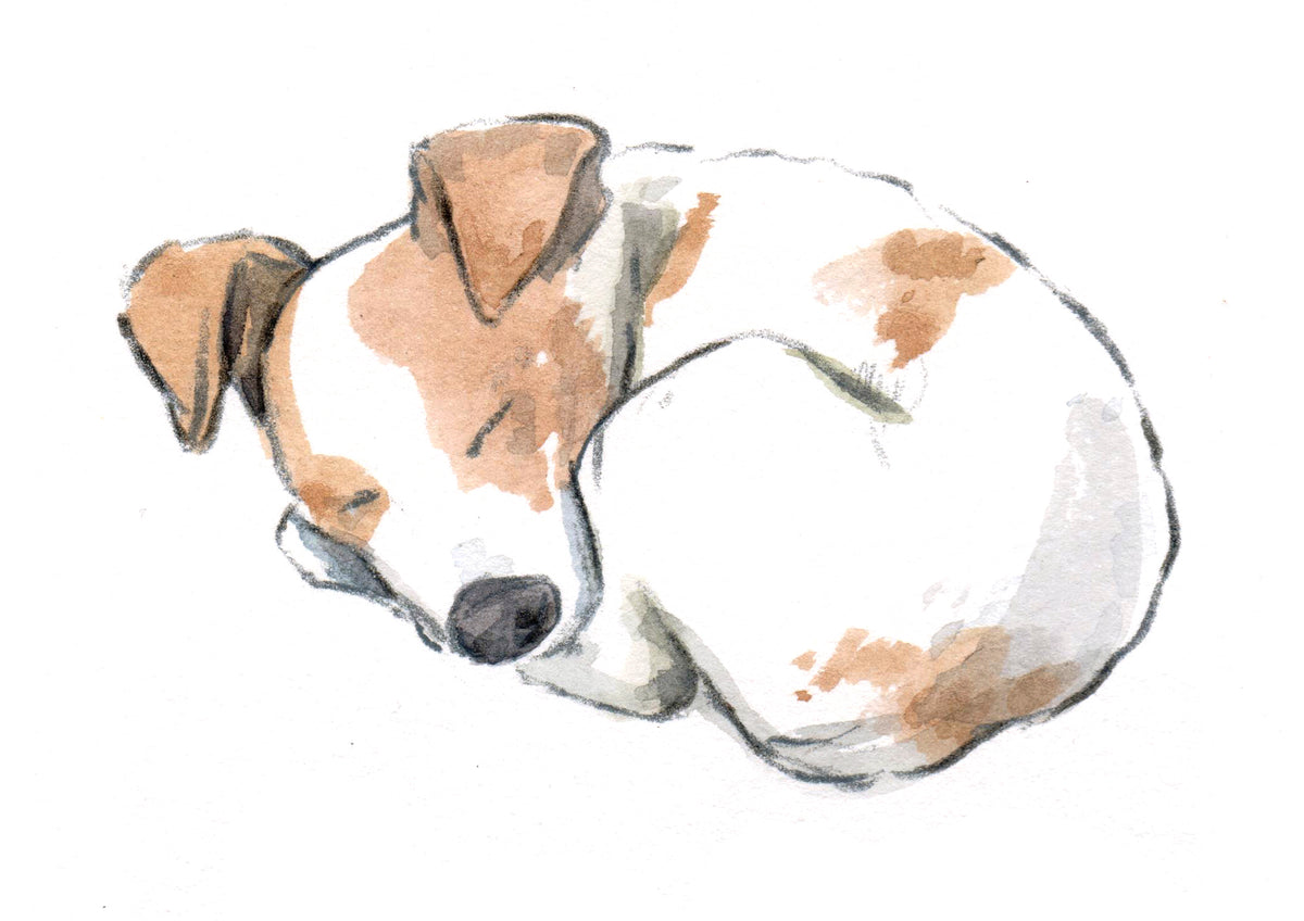 Sleeping Jack Russell Print, 10 x 8 giclee print – Iain Welch